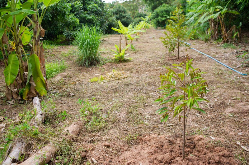 Small Durian Fruit. stock photo. Image of asian, harvest - 36579780