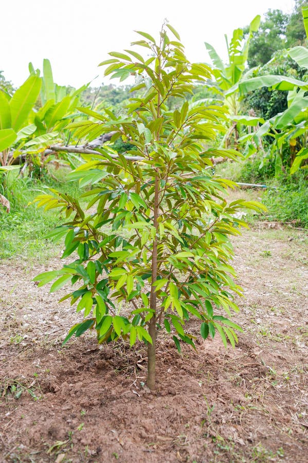 Small Durian Fruit. stock photo. Image of asian, harvest - 36579780