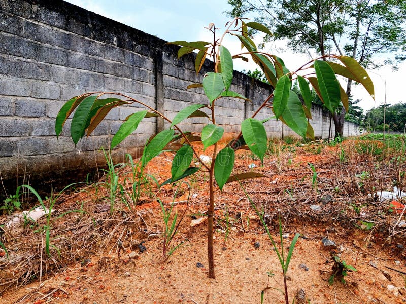 Small Durian Tree with Green Leaves Stock Photo - Image of vegetables ...
