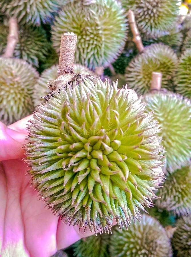 Close Up of Durians Hanging Stock Photo - Image of yellow, natural ...