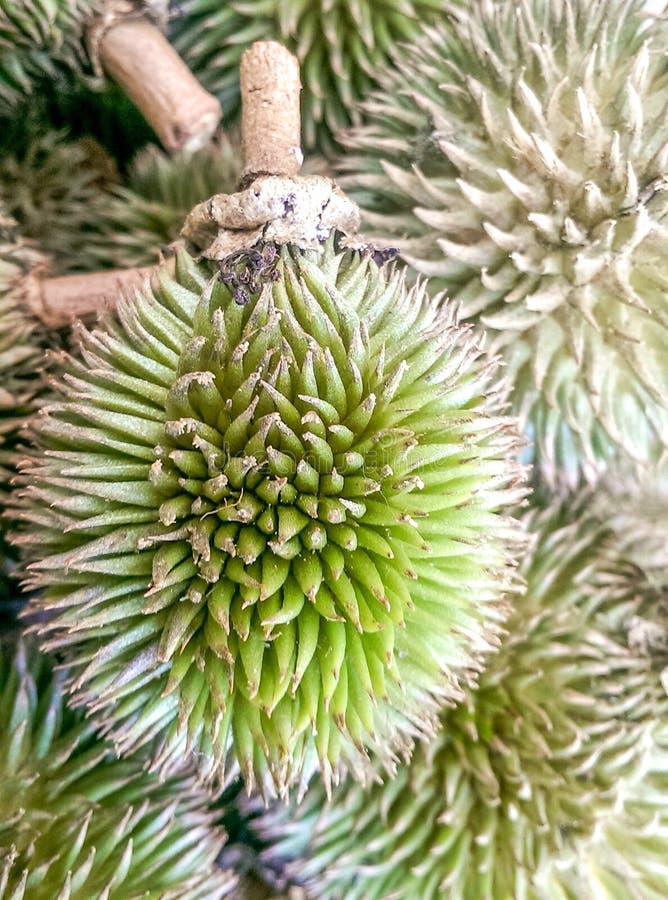 Close Up of Durians Hanging Stock Photo - Image of yellow, natural ...