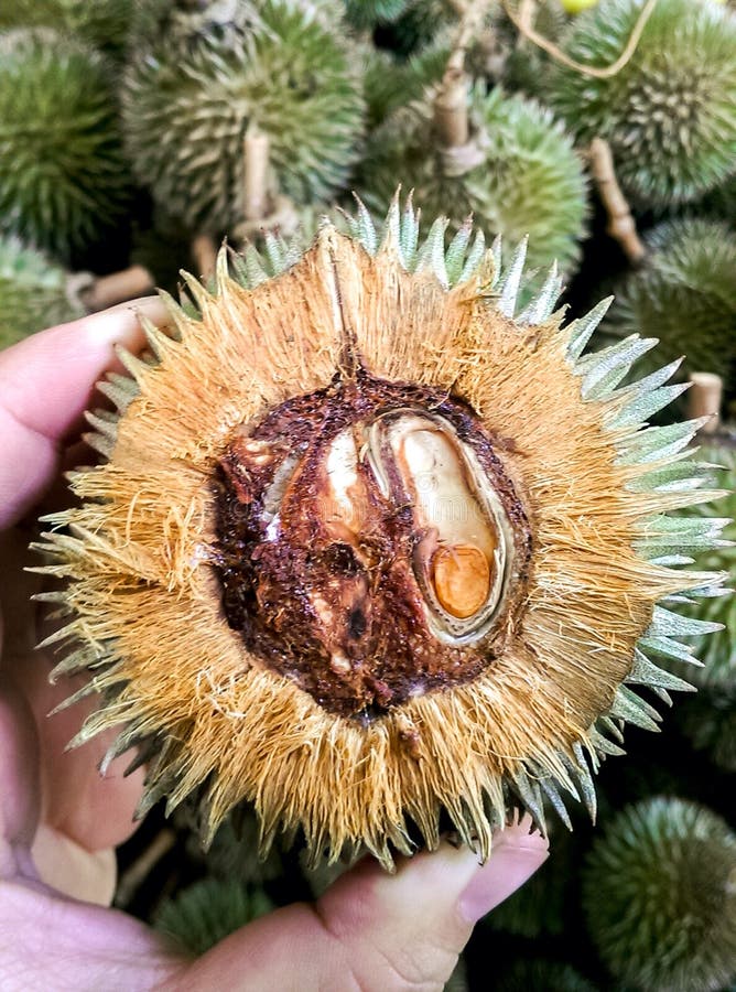 Close Up of Durians Hanging Stock Photo - Image of yellow, natural ...