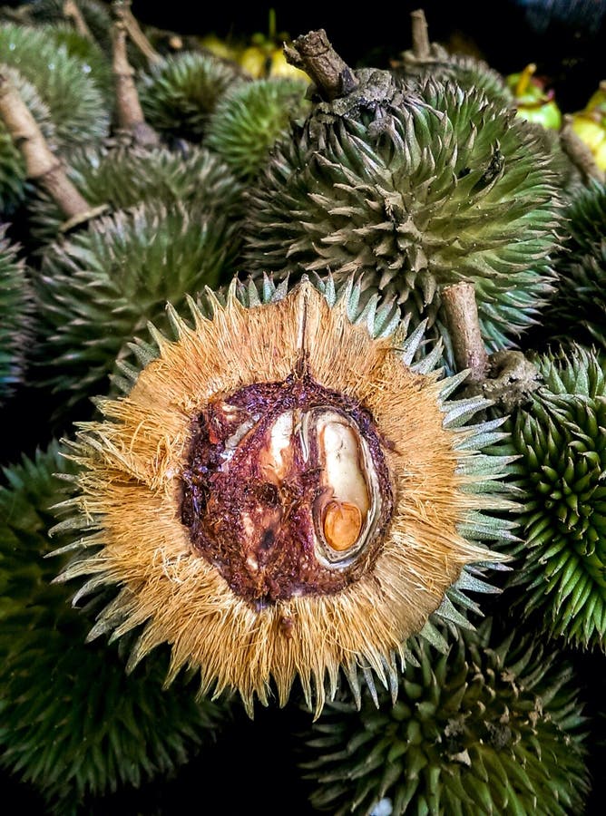 Close Up Durians on the Durian Tree in Durian Orchard Stock Photo ...