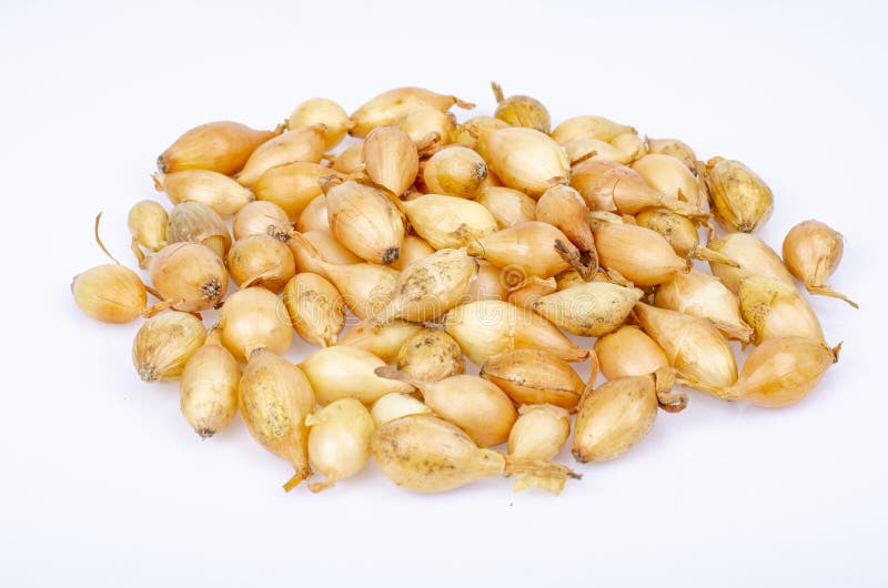 Small Dutch Onion Sets for Planting in Ground. Studio Photo. Stock ...