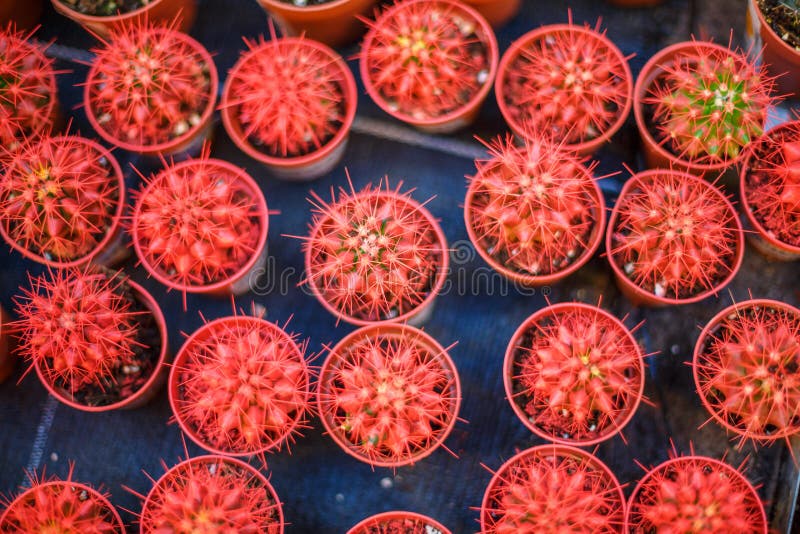 Small Dwarf Cacti Red Top View Stock Photo - Image of laudanum, garden ...