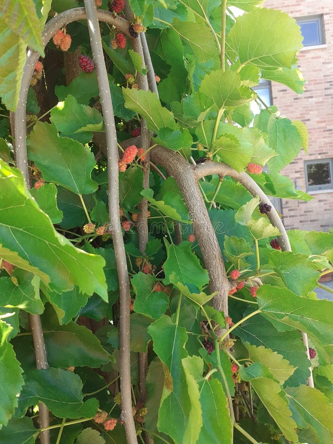 Small dwarf mulberry tree stock photo. Image of dwarf - 250684092