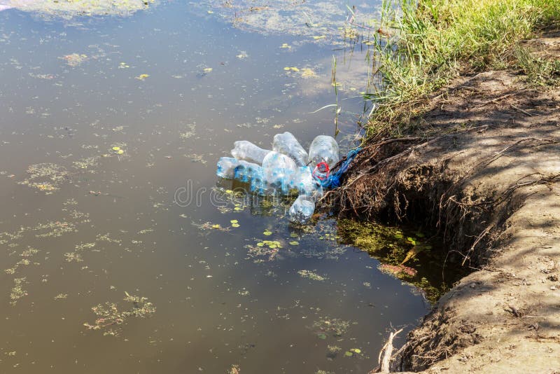 Small Dying River Was Overgrown with Marsh Plants. Pollution of ...