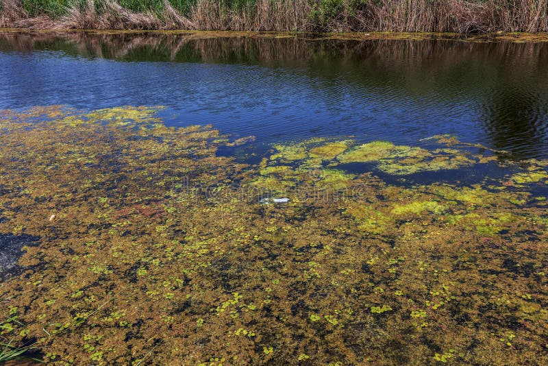 Small Dying River Was Overgrown with Marsh Plants. Pollution of ...