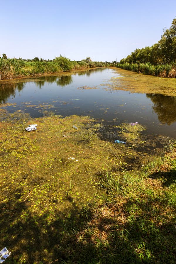 Small Dying River Was Overgrown with Marsh Plants. Pollution of ...