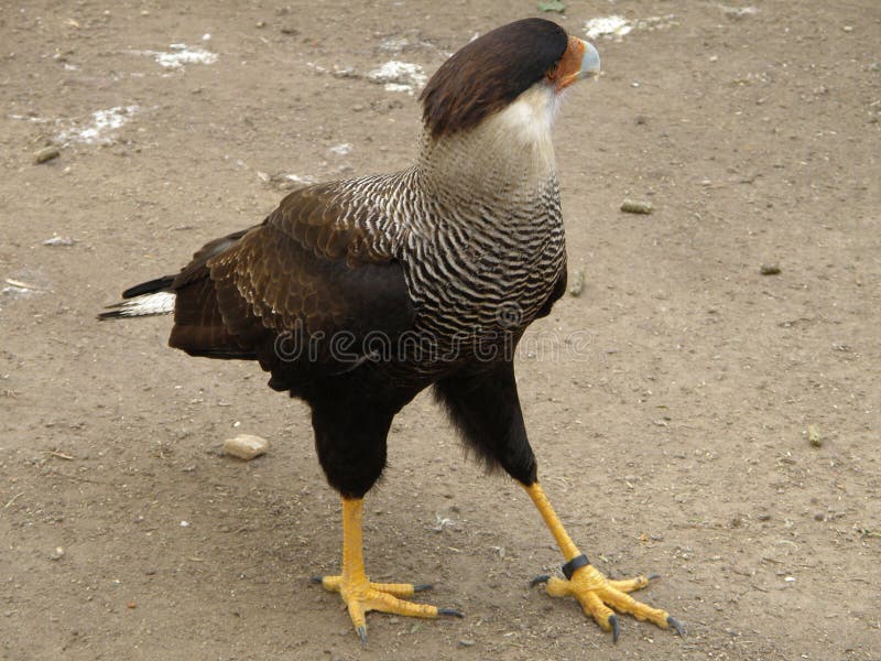 Small eagle stock image. Image of shades, colorful, hunter - 41769609