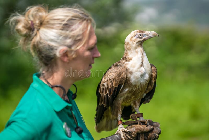 Eagle Landing on Bird Handler Hand Editorial Photography - Image of ...