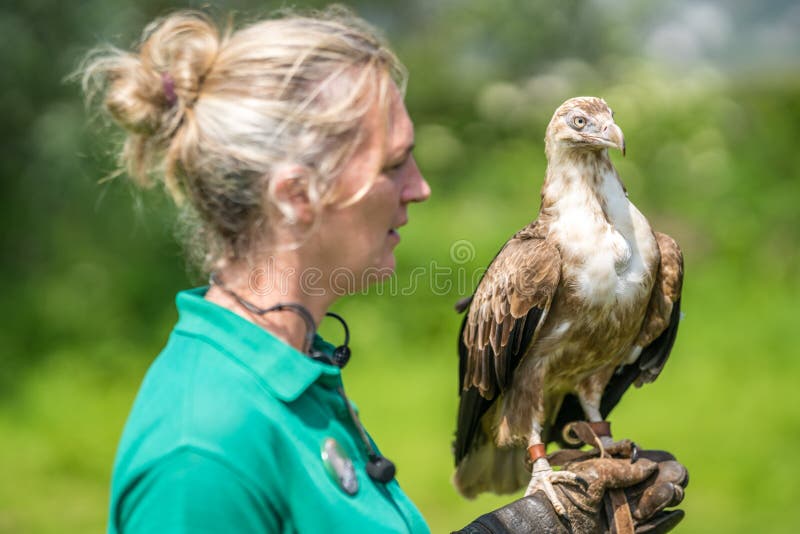Eagle Landing on Bird Handler Hand Editorial Photography - Image of ...