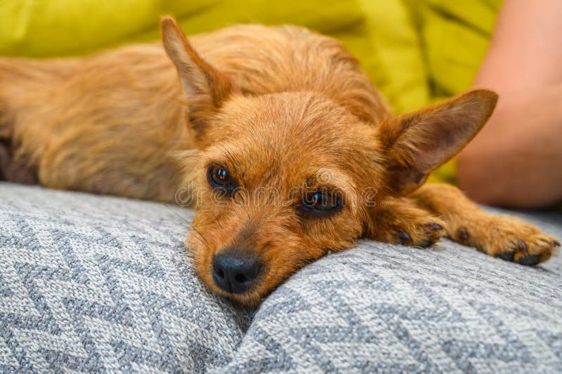 Small Eared Dog Lies on the Sofa Stock Photo - Image of terrier ...