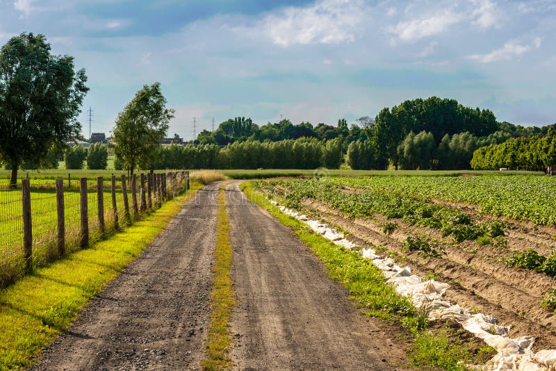 Small Earth Road in the Countryside Stock Image - Image of brown ...
