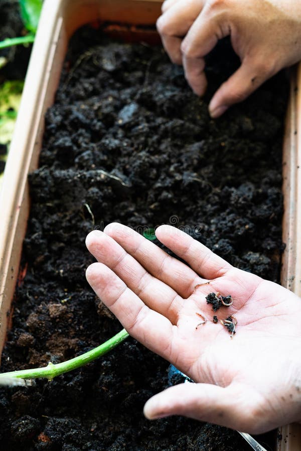 Small Earth Worms in Hand. Gardening at Home Stock Image - Image of ...