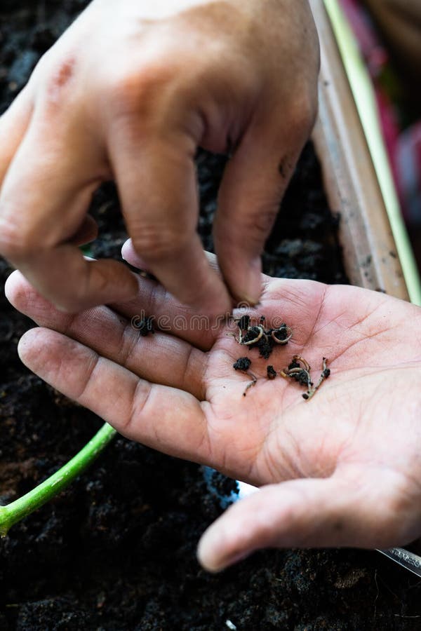 Small Earth Worms in Hand. Gardening at Home Stock Image - Image of ...