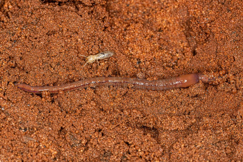 Oligochaeta a Subclass of Animals in the Phylum Annelida, Which is Made ...