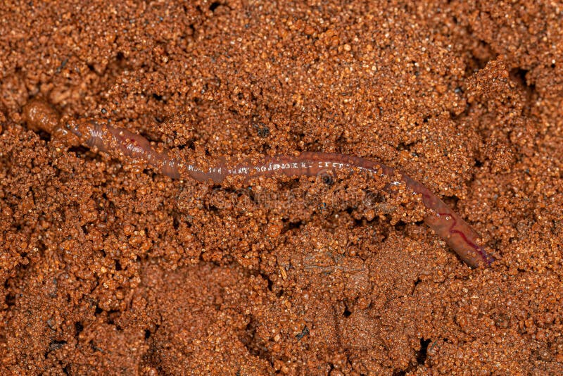 Oligochaeta a Subclass of Animals in the Phylum Annelida, Which is Made ...