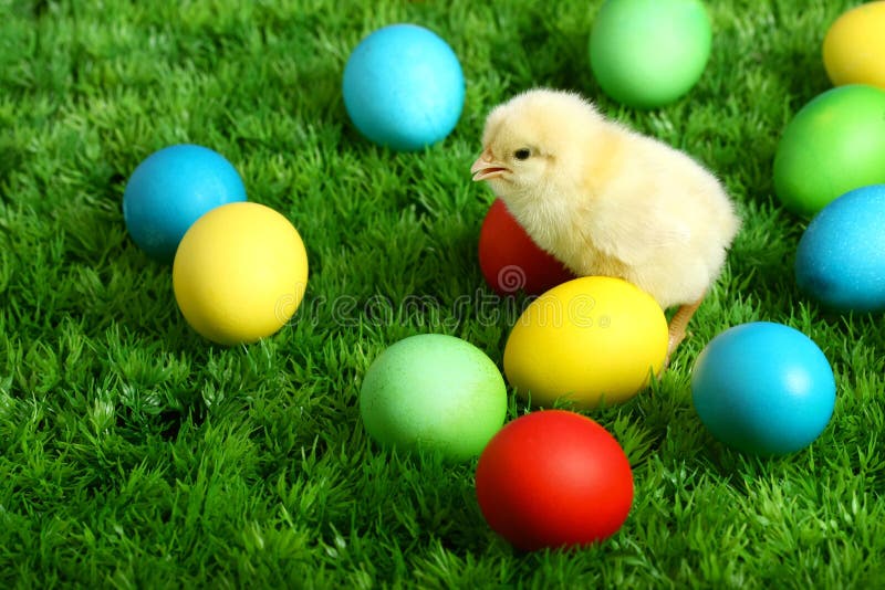 Alert Baby Easter Chick stock photo. Image of purple, feathers - 4390696