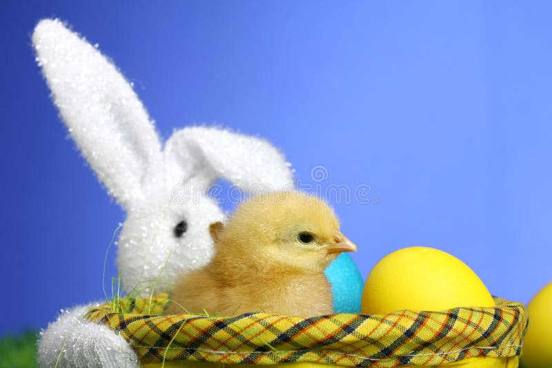 Small easter chicks stock image. Image of background - 13055697
