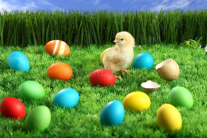 Small easter chick stock photo. Image of fluffy, small - 12931102