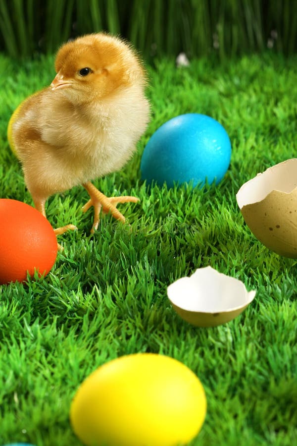 Small easter chicks stock image. Image of background - 13055697