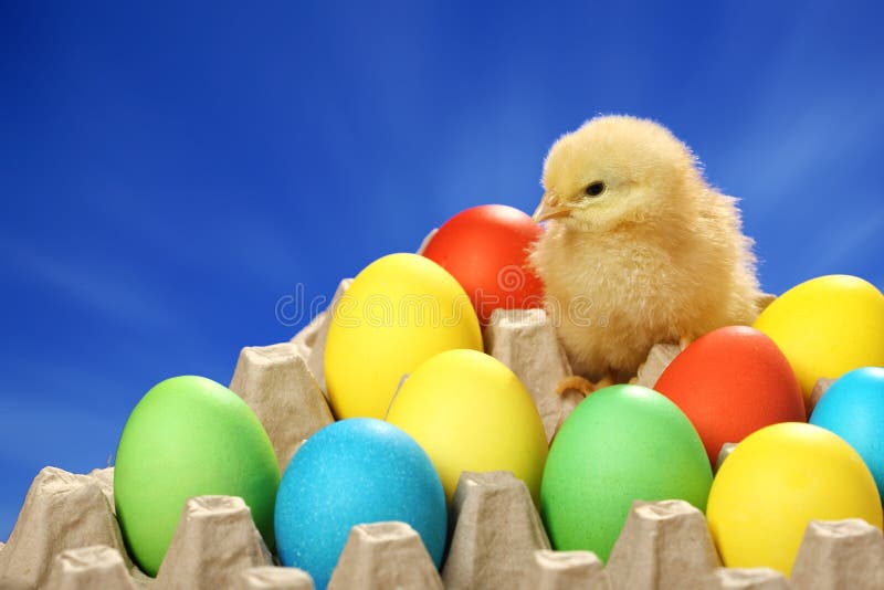 Small easter chicks stock image. Image of background - 13055697