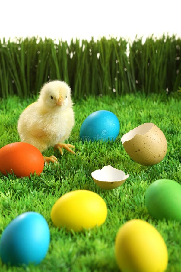 Small easter chicks stock image. Image of background - 13055697