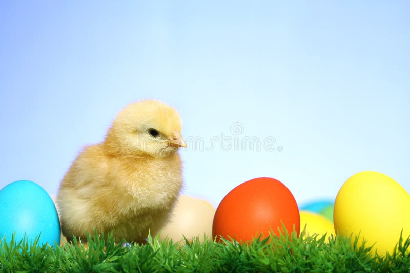 Small easter chicks stock image. Image of background - 13055697