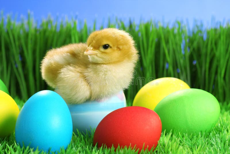 Small easter chick stock image. Image of chicken, bird - 13270399