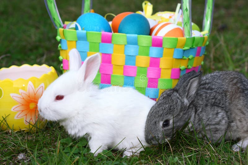 Small easter rabbits stock photo. Image of beauty, domestic - 12810086