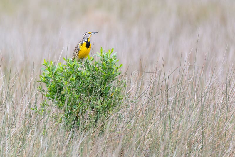 Small Eastern Meadowlark Bird Sits Atop a Bush in a Lush Field Stock ...