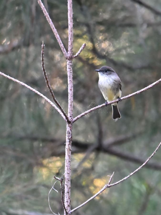 Small Eastern Phoebe Bird Perched on a Branch in Front of a Lush Green ...