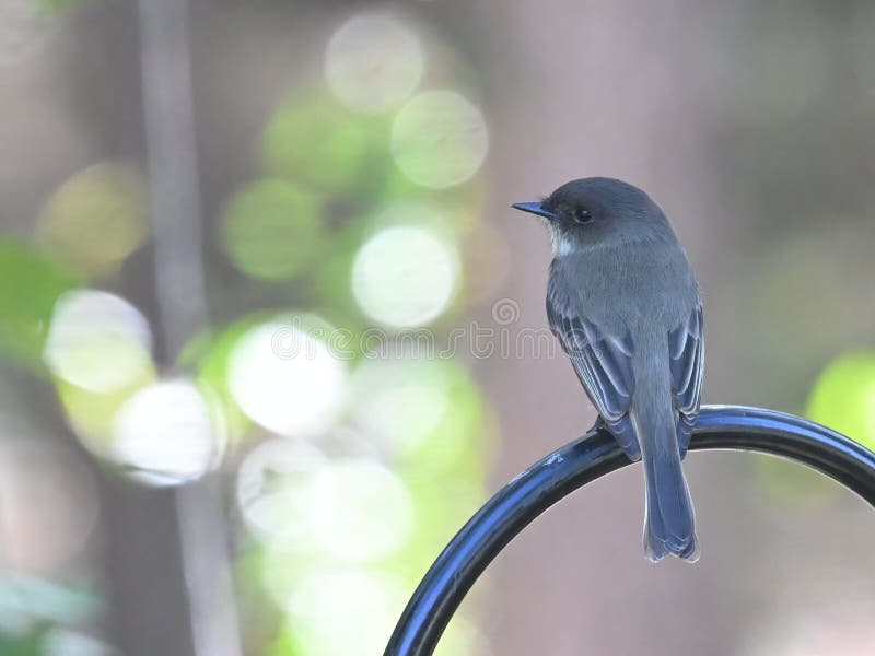 Small Eastern Phoebe Bird Perched on a Branch in Front of a Lush Green ...