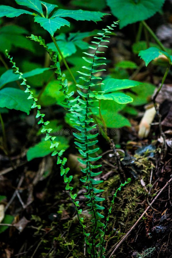 Bright Green Ebony Spleenwort Stock Image - Image of flower, plant ...