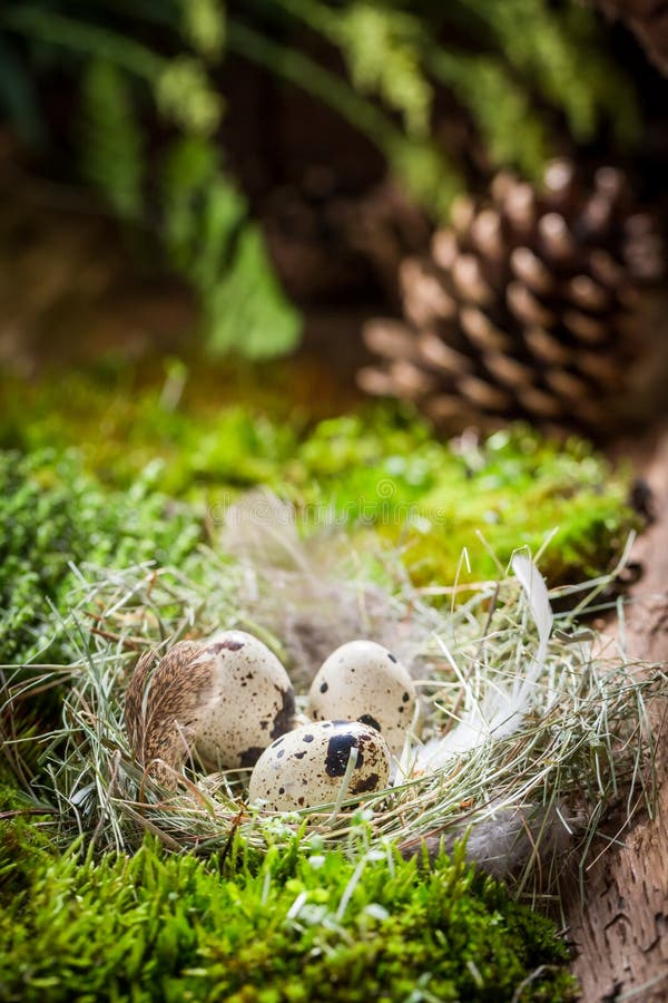 Small Eggs for Easter in Forest at Sunrise Stock Image - Image of ...
