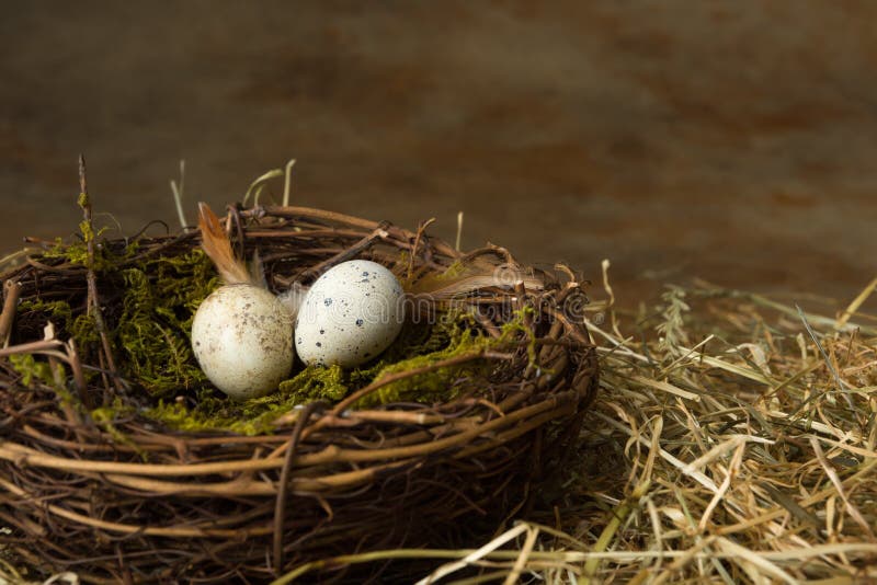 Small eggs in nest stock image. Image of spring, copyspace - 67652837