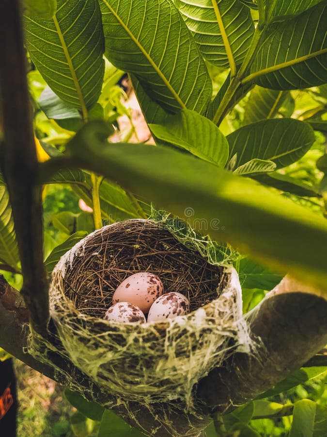 Small Eggs on the Nest in the Tree Stock Photo - Image of tree, season ...
