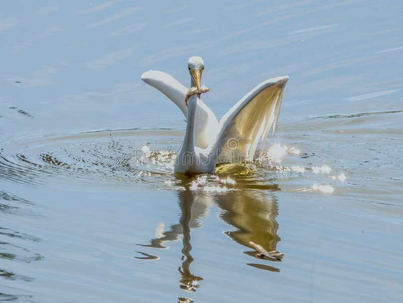 Intermediate Egret in Queensland Australia Stock Image - Image of ...