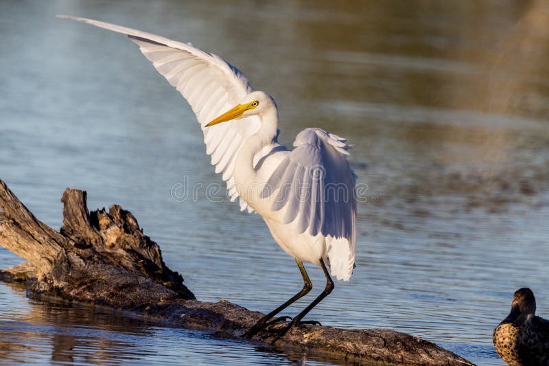 Intermediate Egret in Queensland Australia Stock Image - Image of beach ...