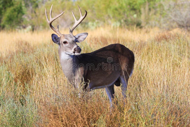 Eight Point Trophy Whitetail Deer Stock Photo - Image of rock ...