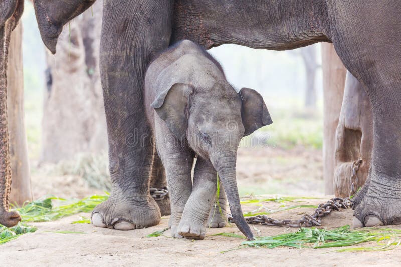 Small elephant stock photo. Image of longnosed, herbivore - 170268830