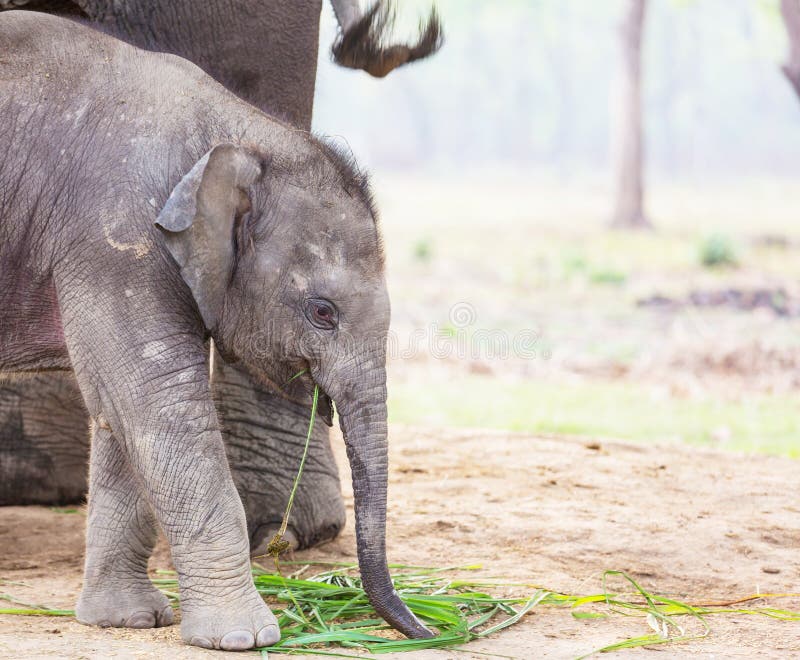 Small elephant stock photo. Image of active, nature - 170268984