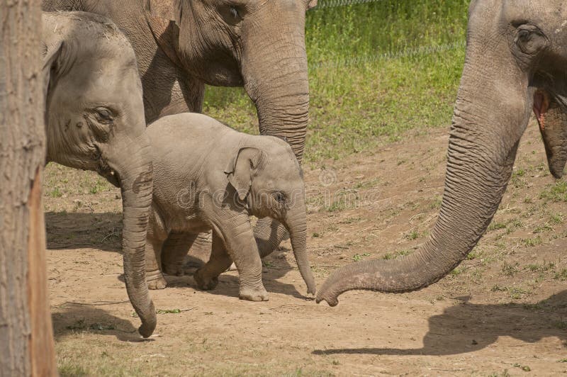 Small elephant stock image. Image of nature, strong, family - 31969013