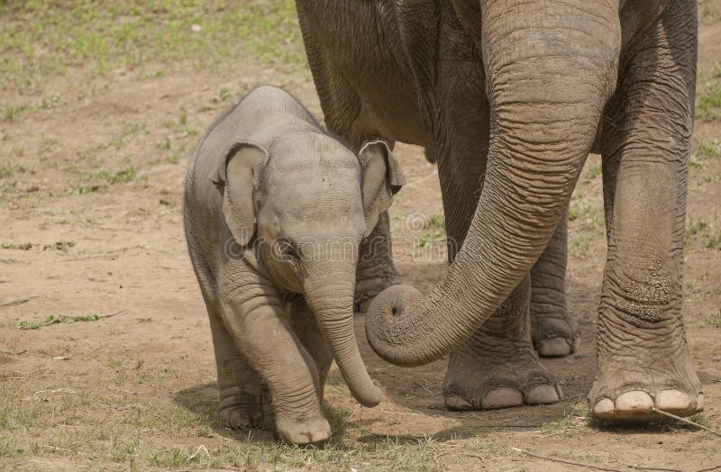Small elephant stock photo. Image of strong, herd, vertebrate - 31364308
