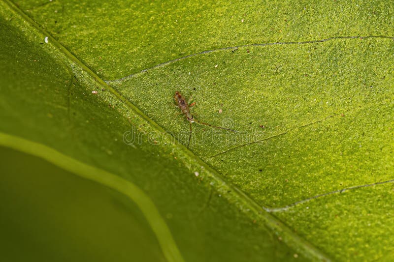 Small Elongate Springtail Arthropod Stock Image - Image of hexapod ...