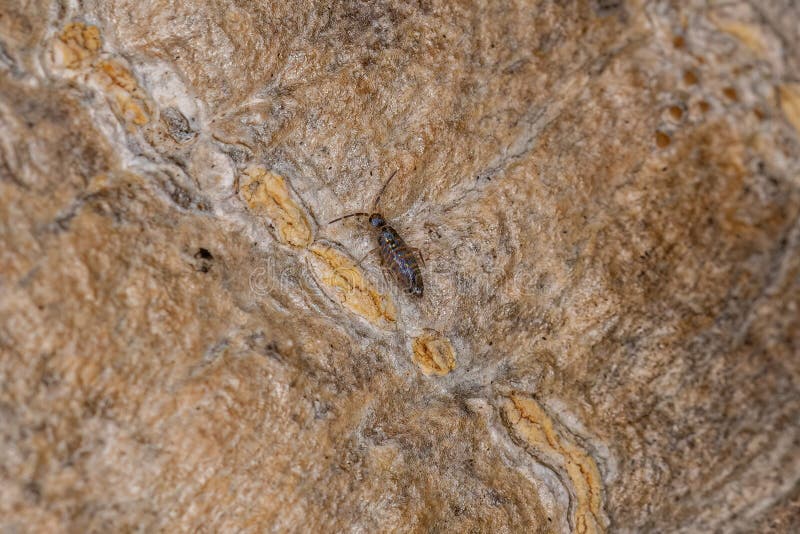 Small Elongate Springtail Arthropod Stock Image - Image of pattern ...