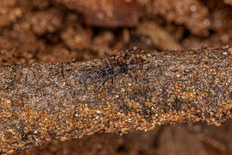 Small Elongate Springtail Arthropod Stock Photo - Image of entognatha ...