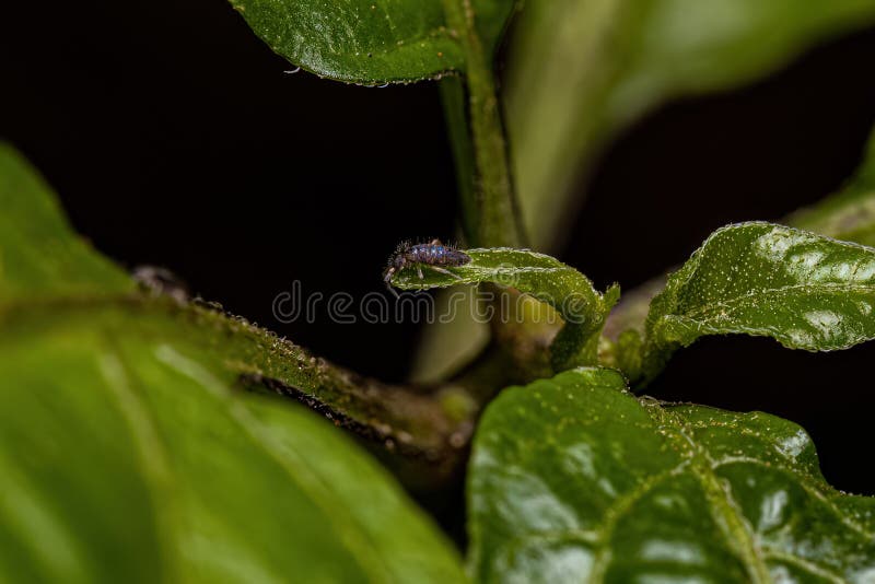 Small Elongate Springtail Arthropod Stock Image - Image of arthropod ...