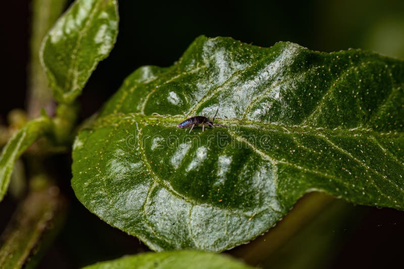 Small Elongate Springtail Arthropod Stock Image - Image of insect, tiny ...